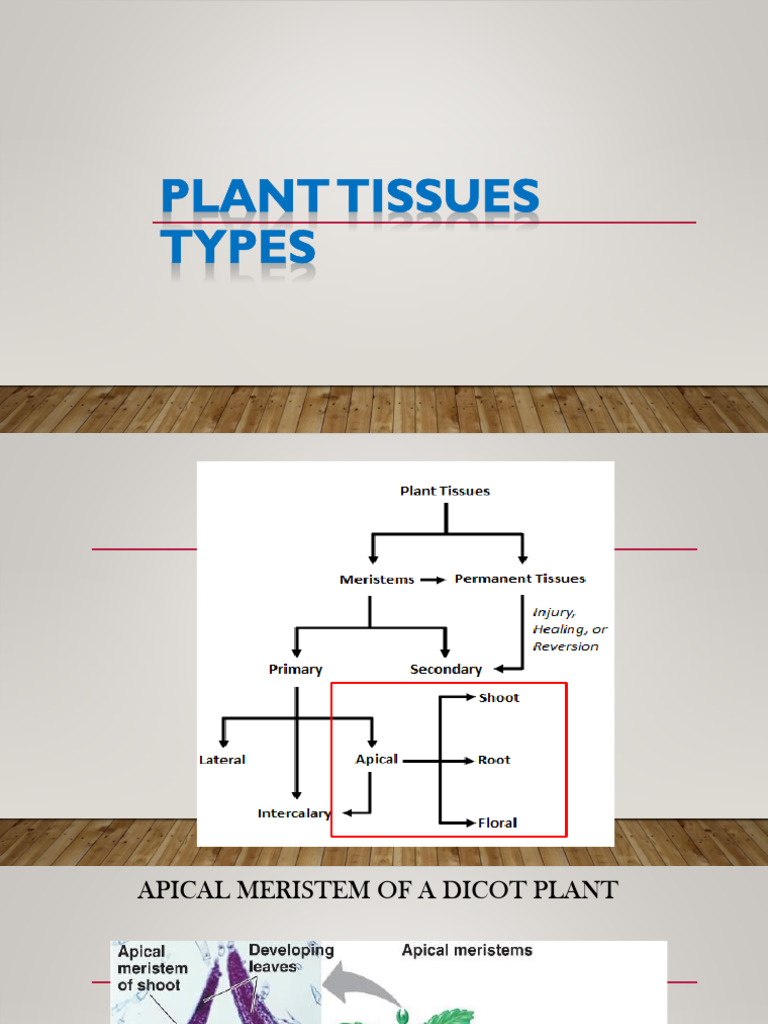 Types of Plant Tissues Explained | PDF