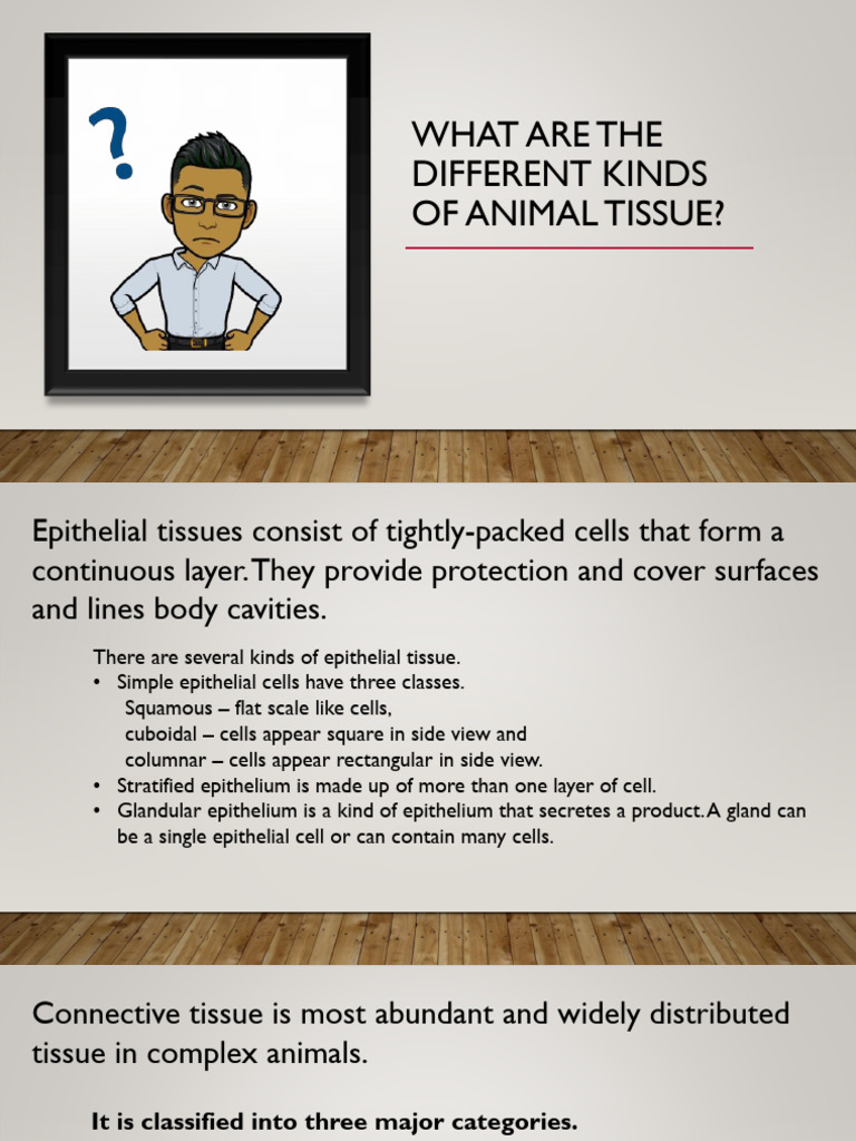 Types of Animal Tissues Explained | PDF | Epithelium | Tissue (Biology)