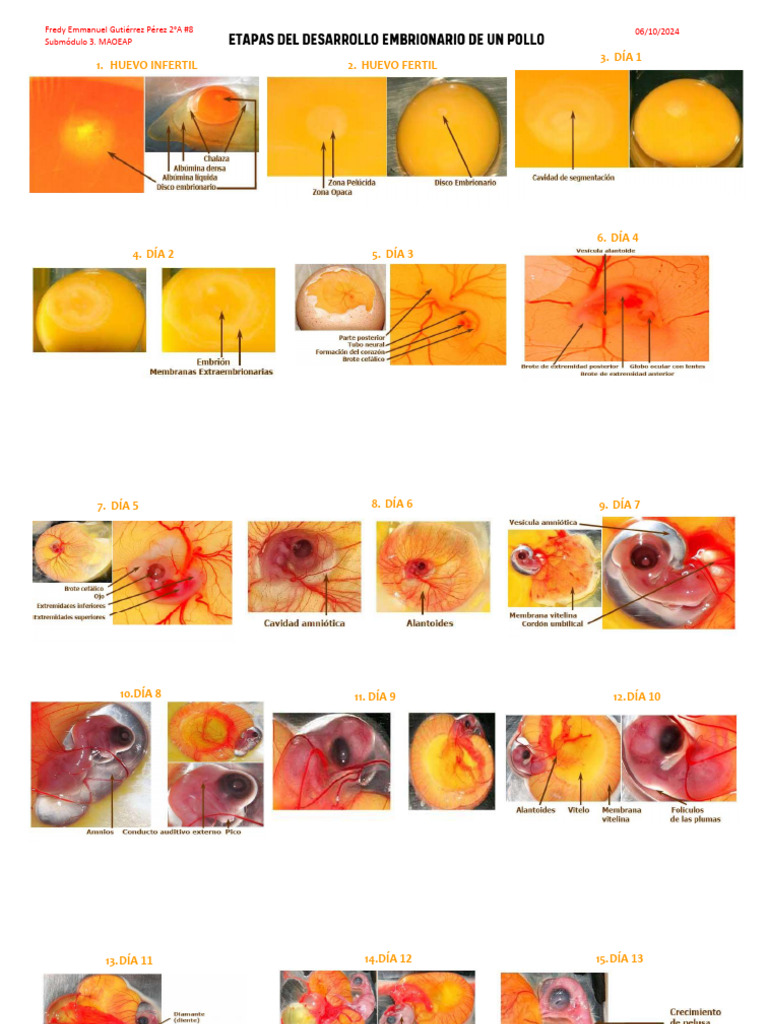 Desarrollo embrionario del pollo | PDF | Embrión | Huevo