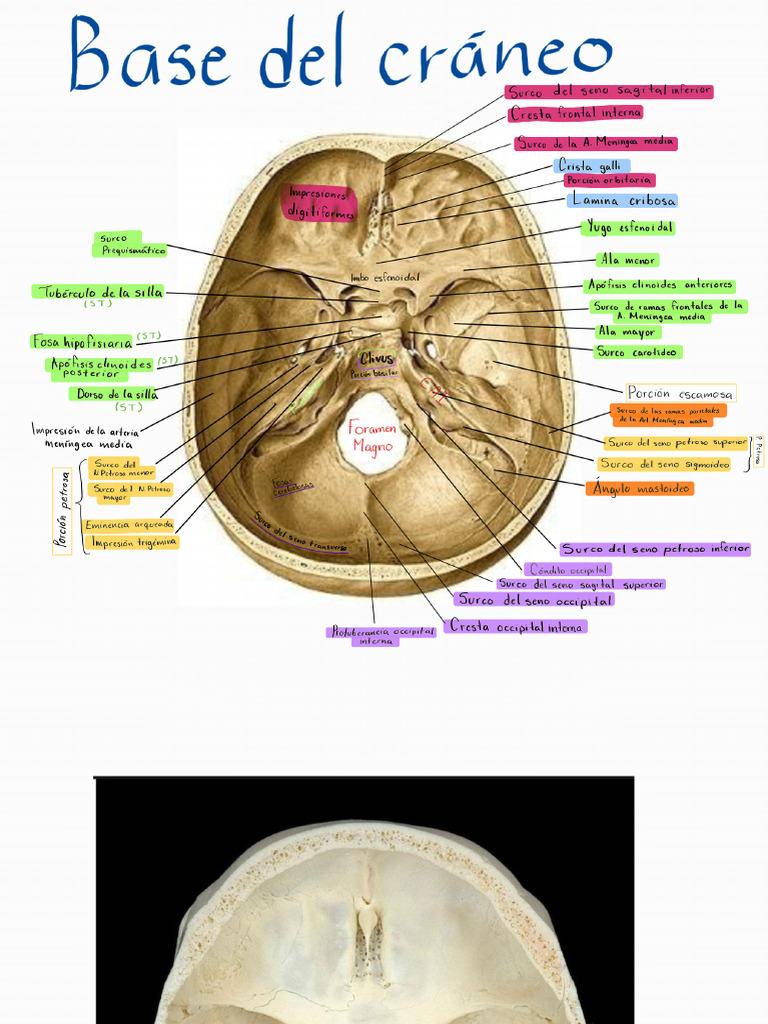 Base Del Cráneo | PDF