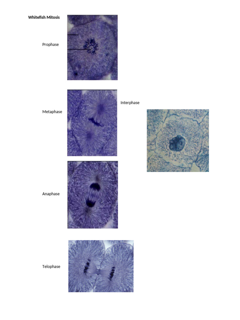 Whitefish Mitosis Stages Explained | PDF