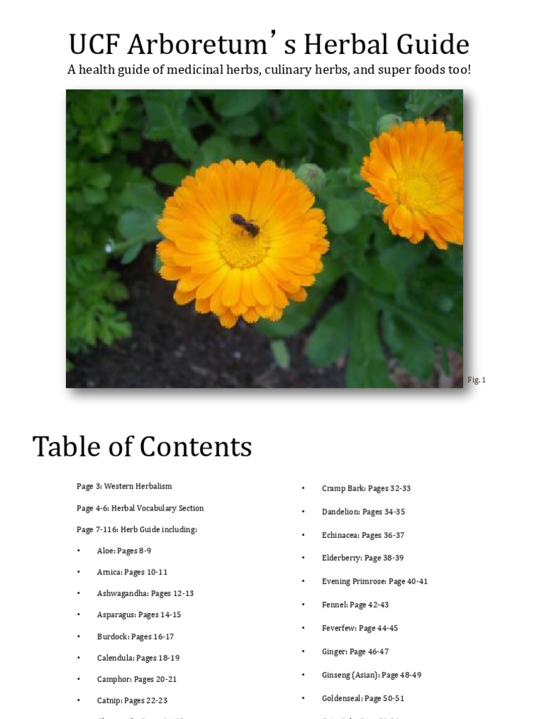 UCF Arboretum Herbal Guide1 | PDF | Ginger | Clove