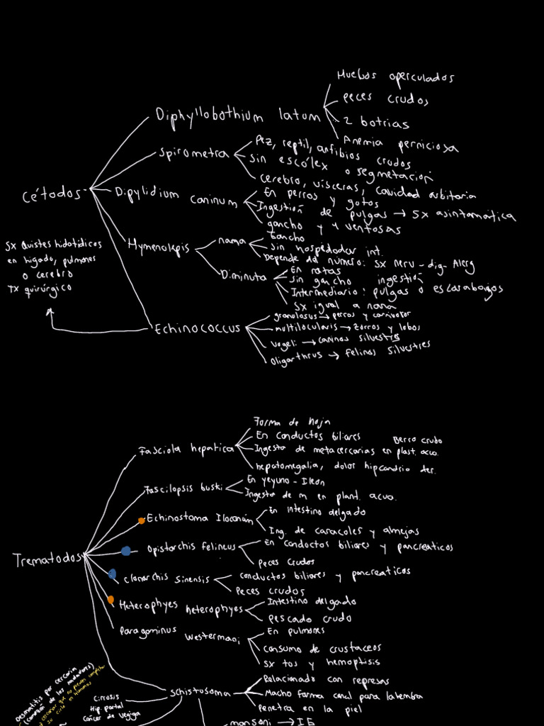 Hoja de Memorización - 20241202_054321 | PDF