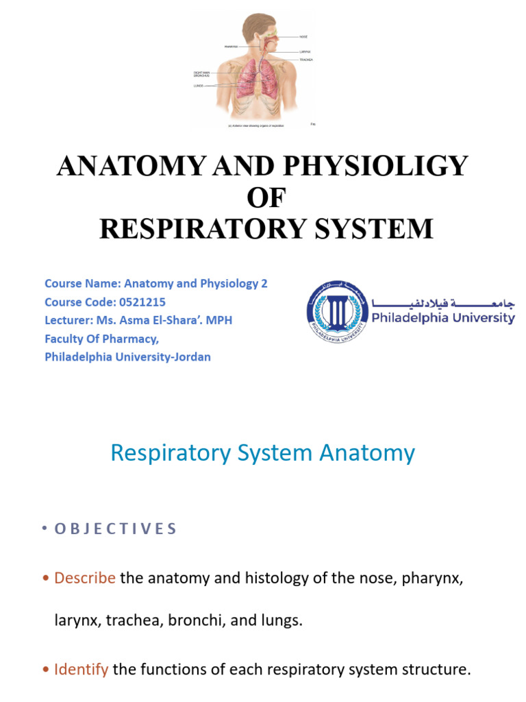 Respiratory System Anatomy Guide | PDF | Lung | Respiratory Tract