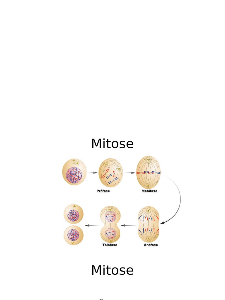 Mitose e Meiose | PDF