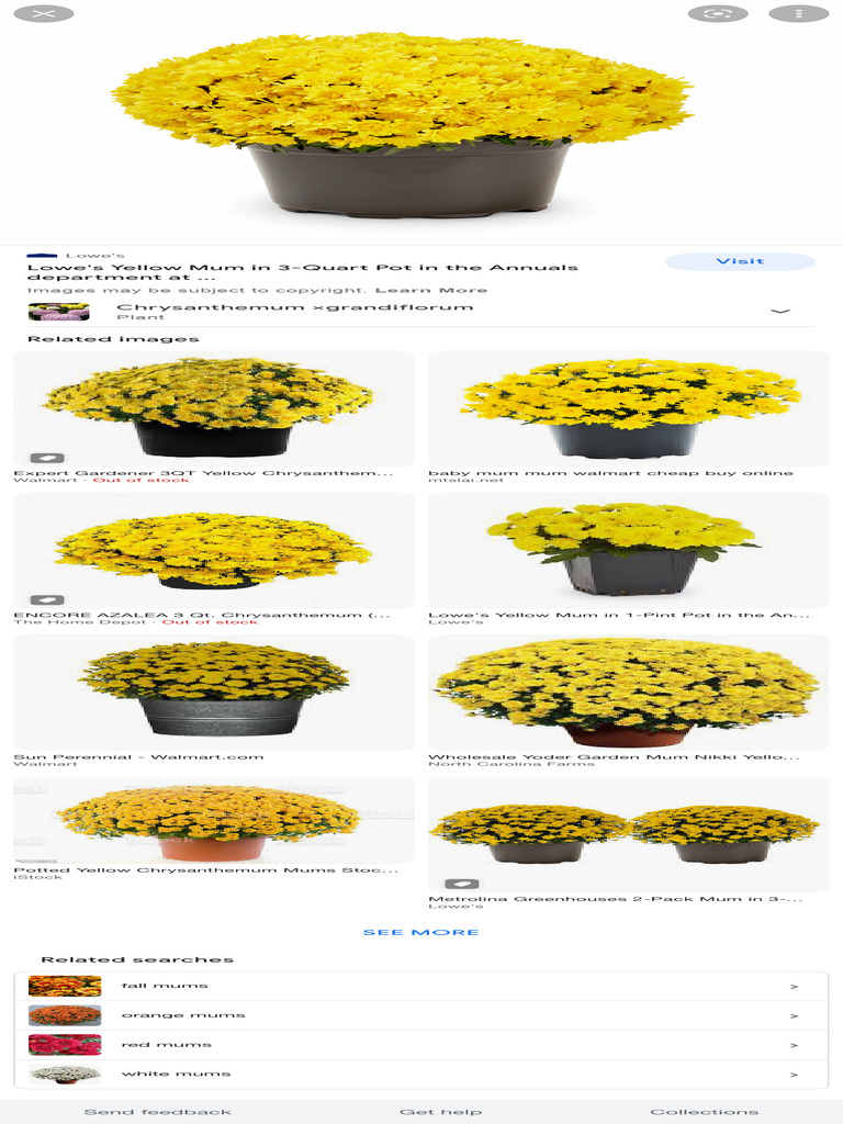 Yellow Mums - Google Search | PDF