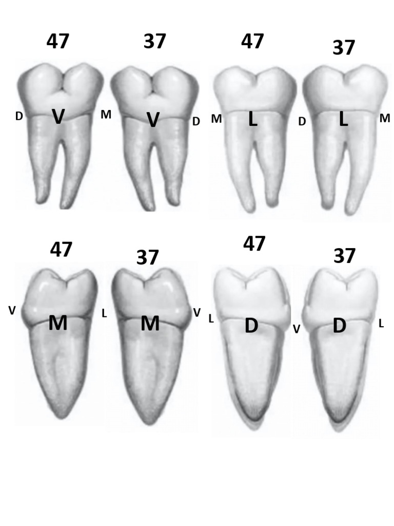 2do Molar Inferior GUIA | PDF