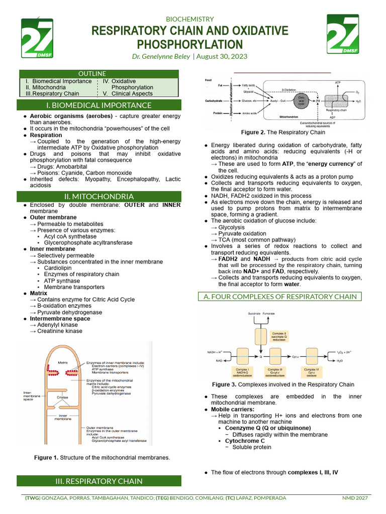 Biochem Lec - P9 - Respiratory Chain and Oxidative Phosphorylation ...