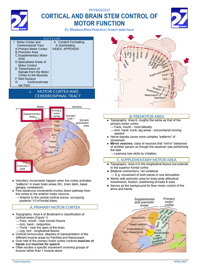PHYSIO - P9 - Cortical and Brain Stem Control of Motor Function | PDF | Motor Neuron | Cerebellum