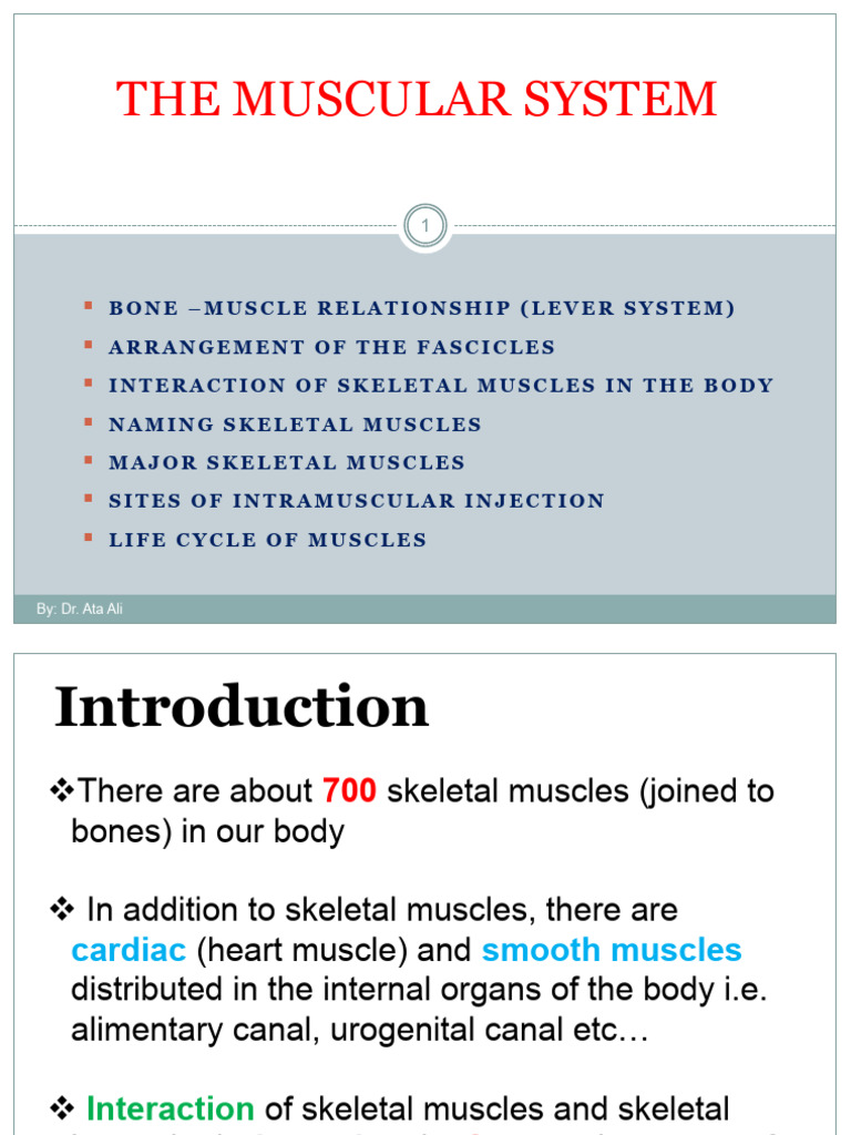Understanding the Muscular System | PDF | Limbs (Anatomy) | Human Anatomy