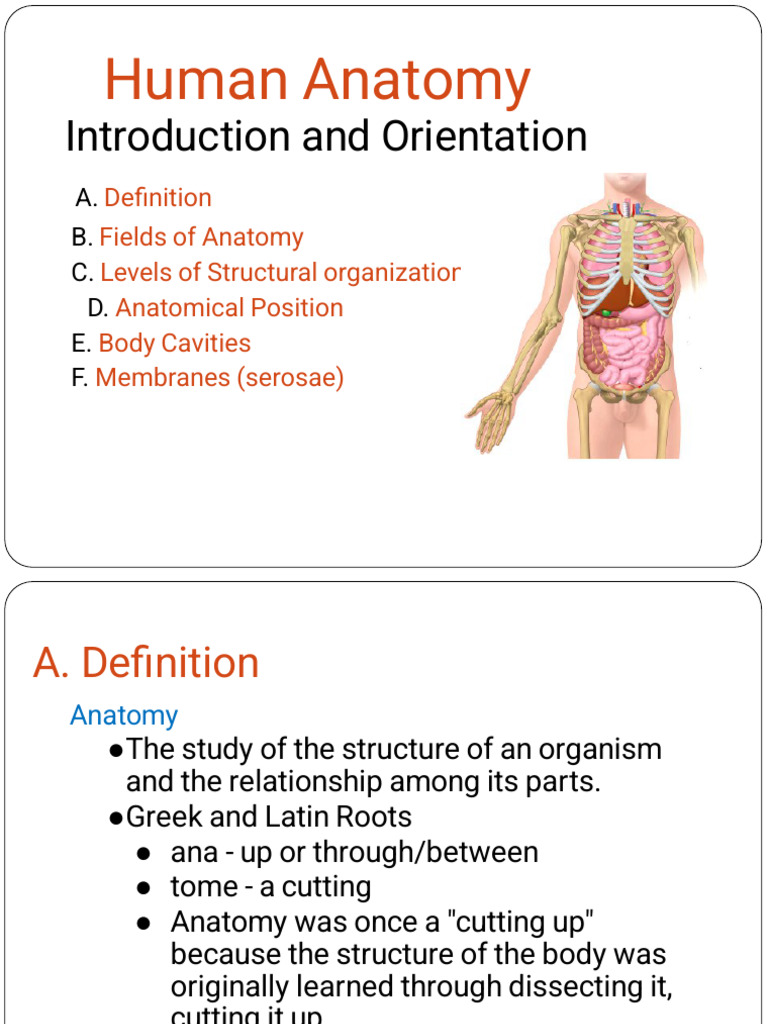 Week 1 Anatomy Introduction | PDF | Tissue (Biology) | Muscle