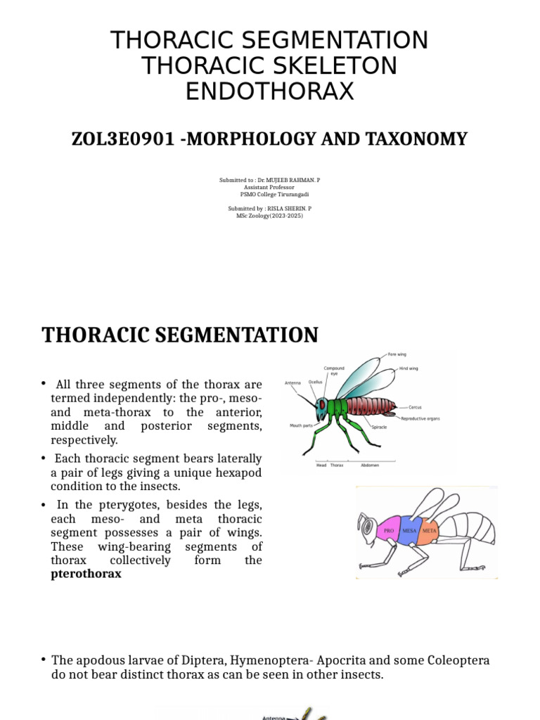 Thoracic Segmentation and Skeleton in Insects | PDF | Thorax ...