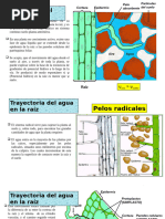 Apoplasto y Simplasto | PDF | Raíz | Biología Celular)