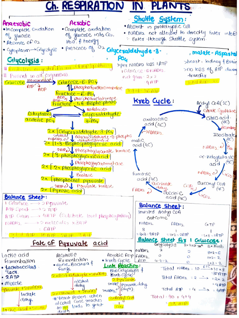 respiration in plant | PDF | Cellular Respiration | Metabolism