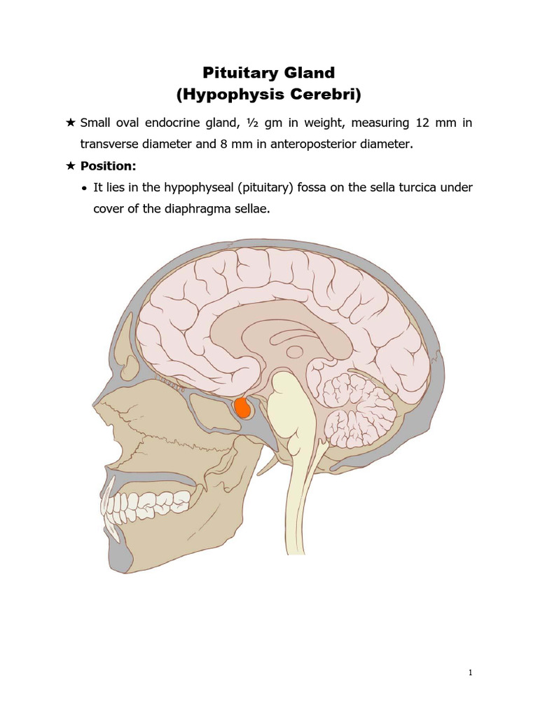 Pituitary Gland Final 2023 | PDF | Pituitary Gland | Animal Anatomy