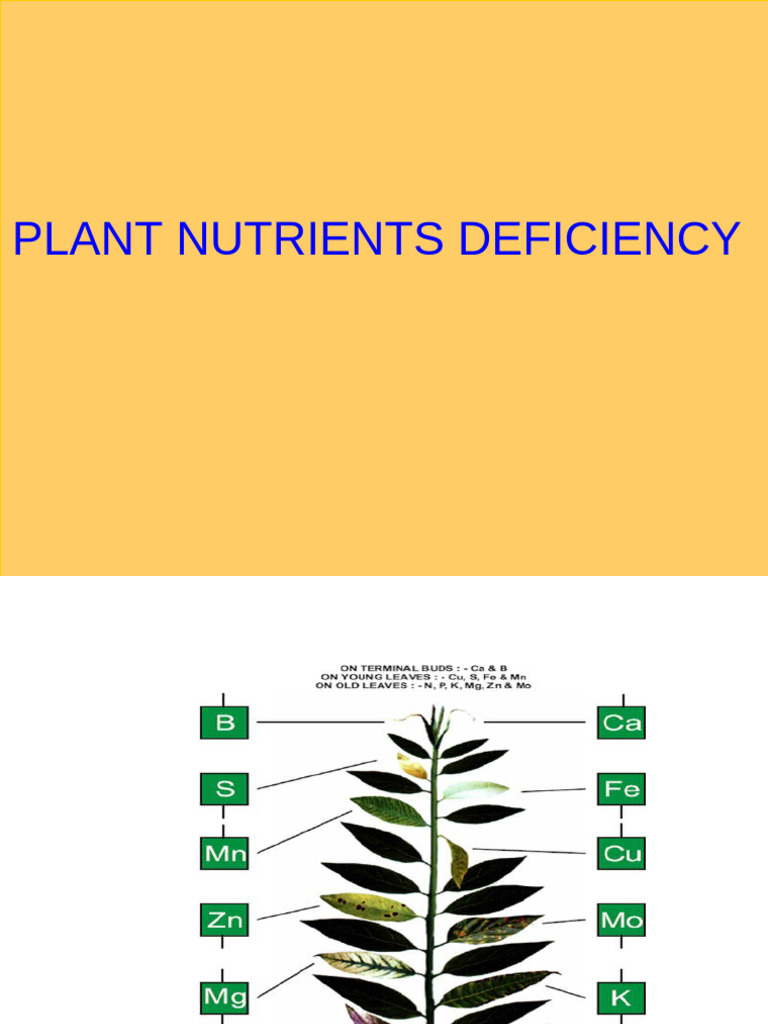 Nutrient Deficiency in Plants | PDF | Leaf | Botany