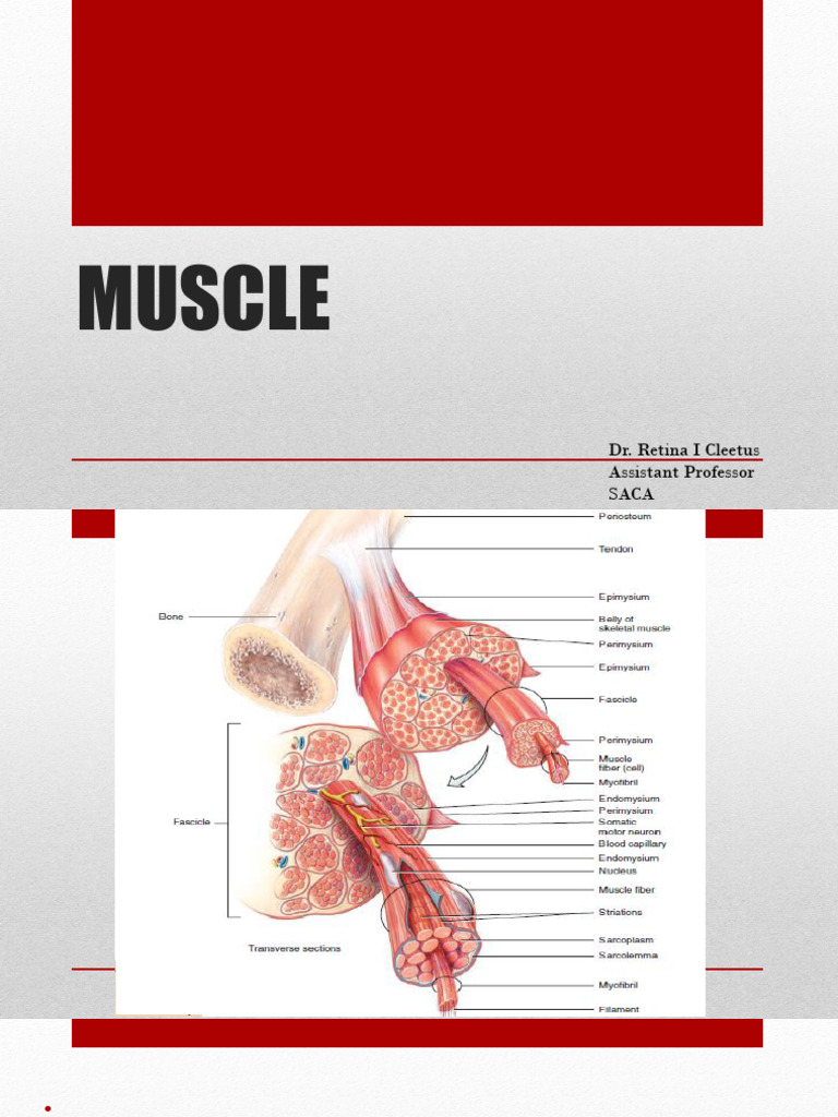 Ultrastructure of Skeltal Muscle 1 | PDF | Cellular Respiration ...