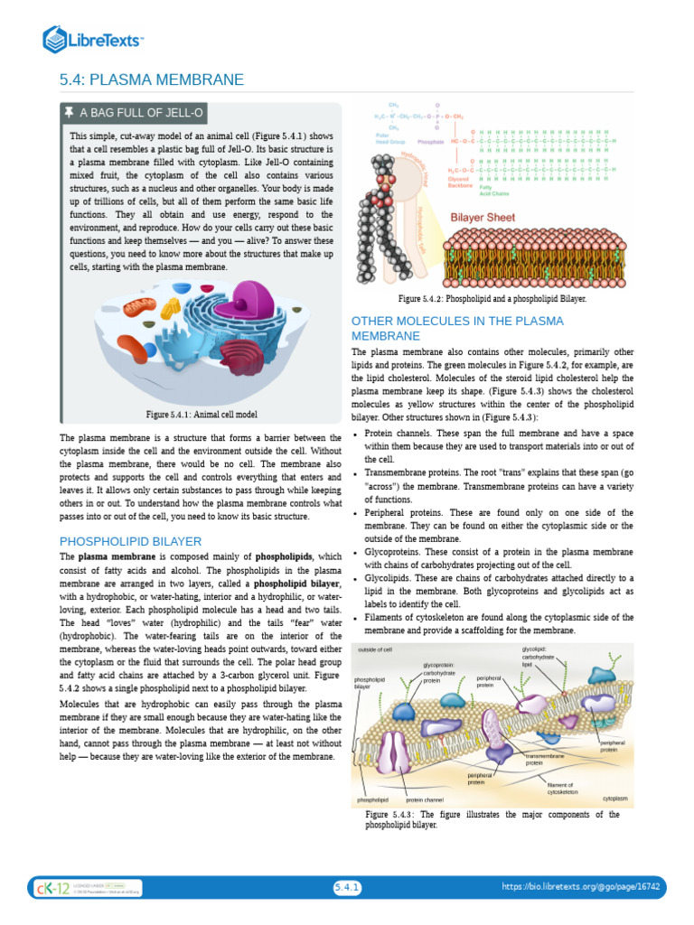 5.4! Plasma Membrane | PDF | Cell Membrane | Phospholipid