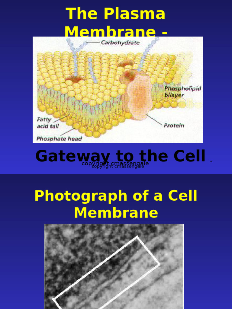 Plasma Membrane | PDF | Cell Membrane | Cell (Biology)