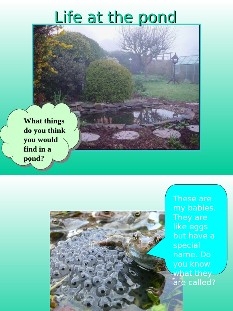 Discovering Life in a Pond | PDF