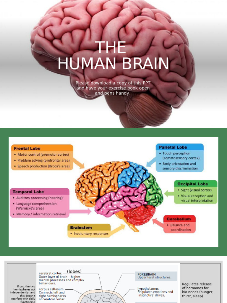 1 - Brain and Hemispheres (1) | PDF | Handedness | Cerebral Hemisphere