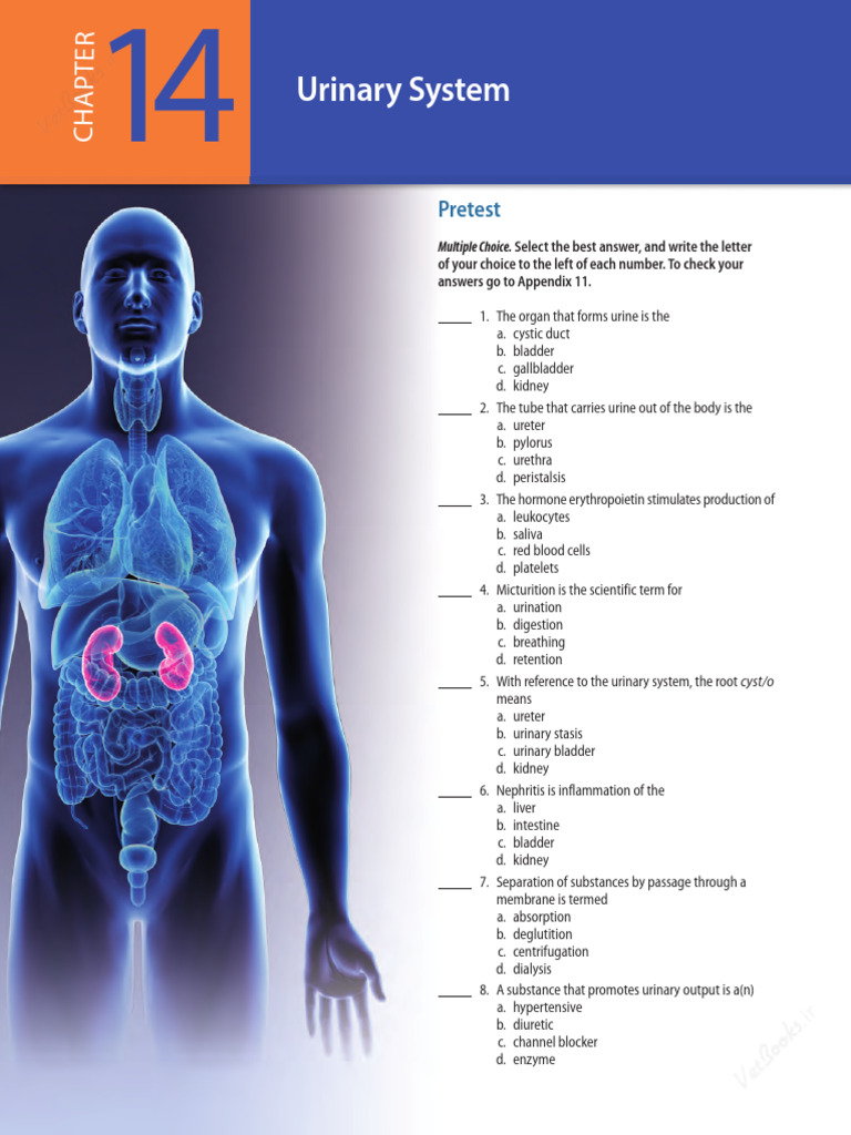 Medical Terminology Lecture 14 | PDF | Kidney | Urinary System
