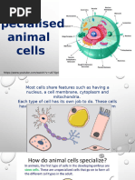 Specialised Animal Cells - Living Organisms - KS3 Biology - BBC ...