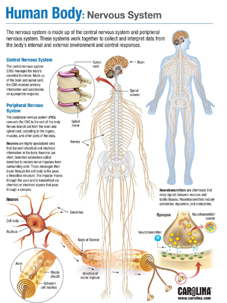 Nervous System Infographic | PDF