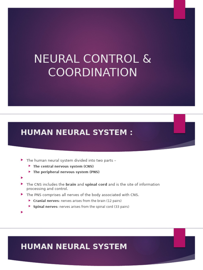 Neural Control Coordination | PDF | Chemical Synapse | Synapse
