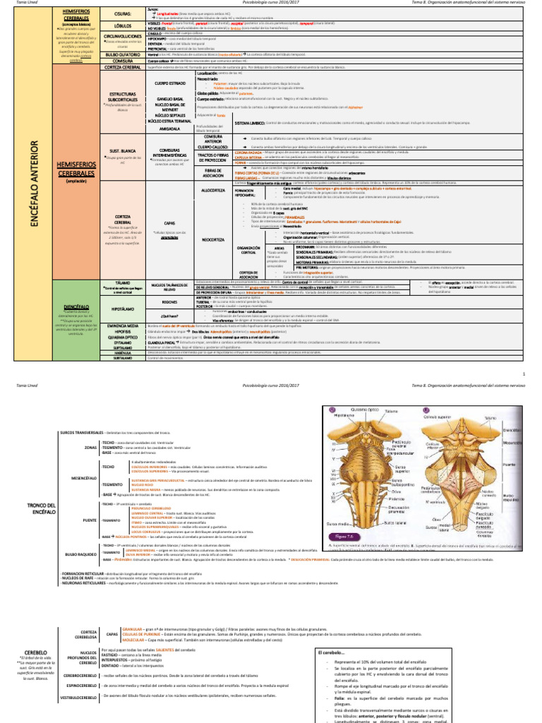Anatomia del SN_Psicobiología esquema T8 | PDF | Cerebelo | Hipotálamo