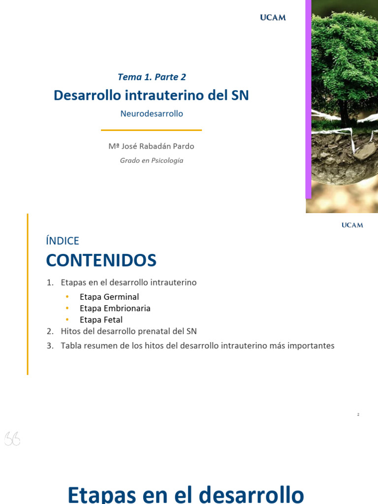 Tema 1. Desarrollo Del SN. Desarrrollo Intrauterino | PDF | Neurona | Embrión