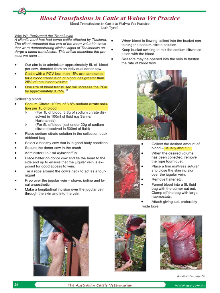 Blood Transfusions in Cattle Instructions | PDF | Blood | Blood Transfusion