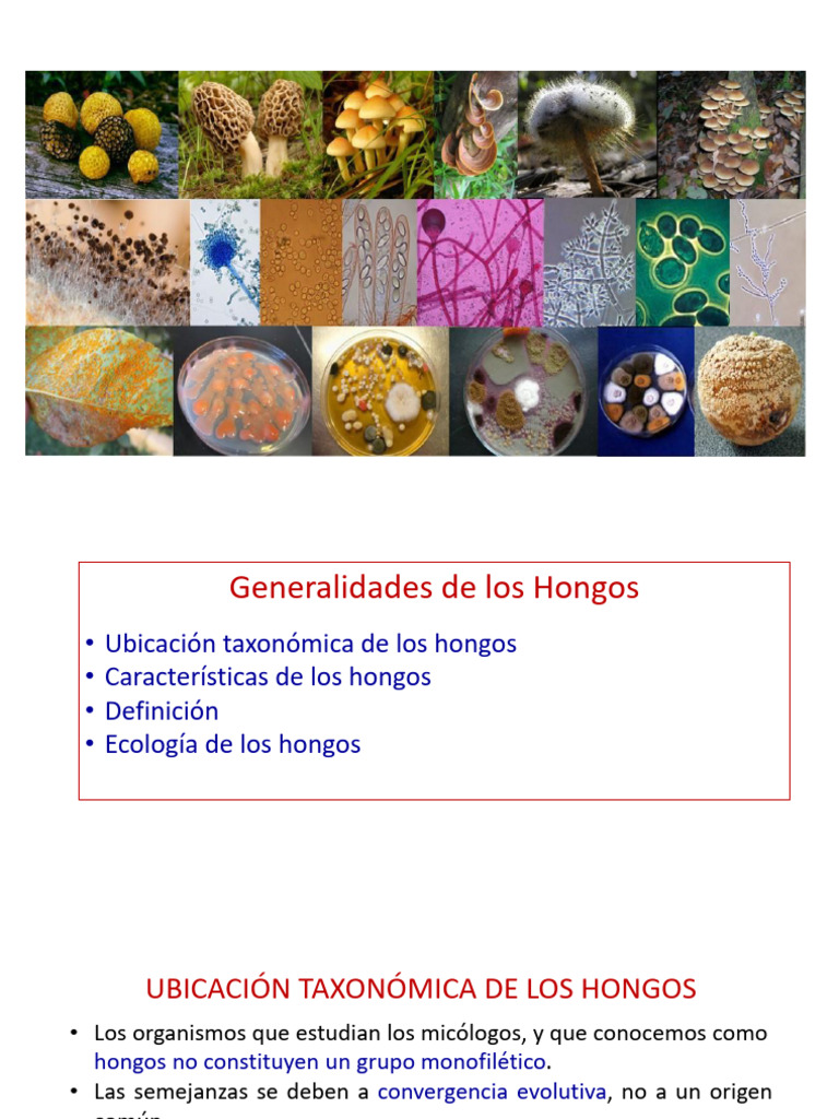 C02 Generalidades de los hongos | PDF | Hongo | Glucosa