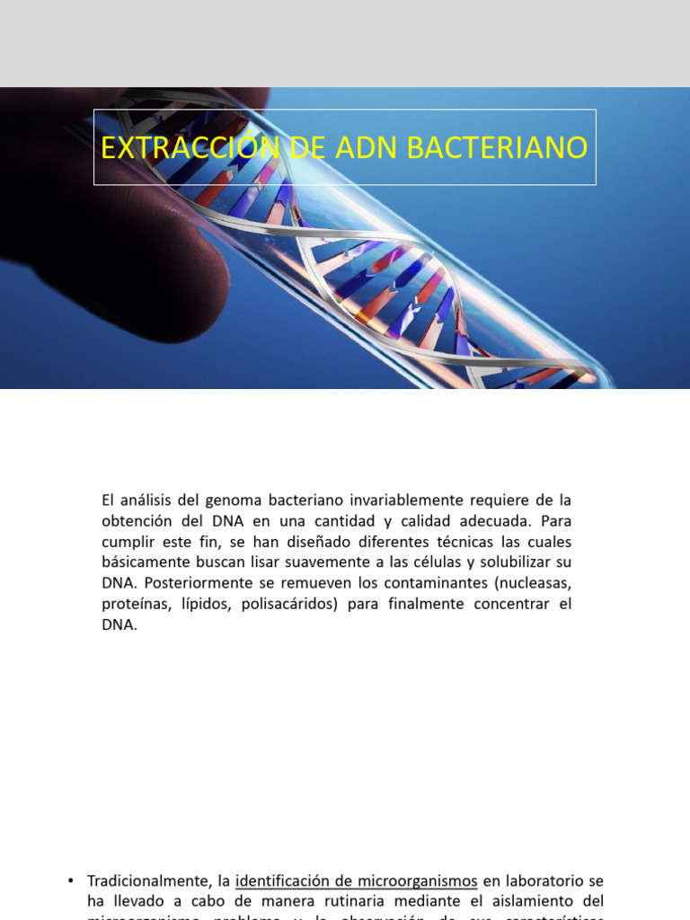Extracción y Purificación de ADN Bacteriano | PDF | Adn | Las bacterias