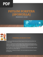 Sponge Body Plans: Asconoid Explained | PDF | Sponge | Cell Biology