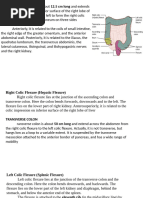 Detailed_Anatomy_of_Appendix_and_Colon | PDF | Large Intestine | Anatomy
