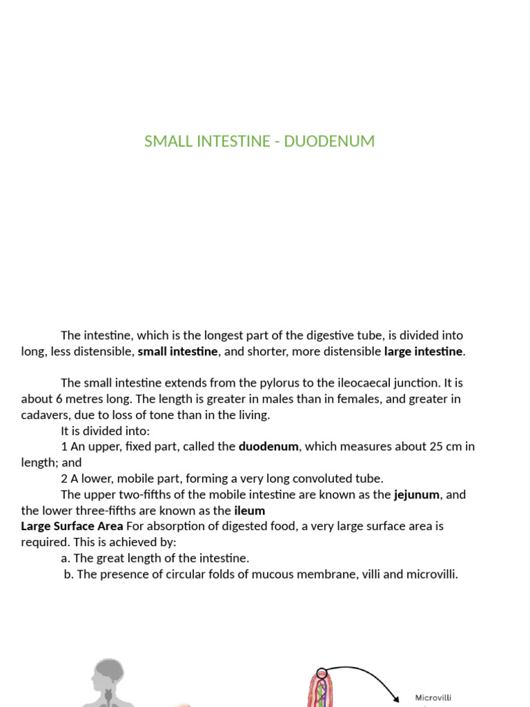 Small Intestine Duodenum | PDF | Small Intestine | Gastrointestinal Tract