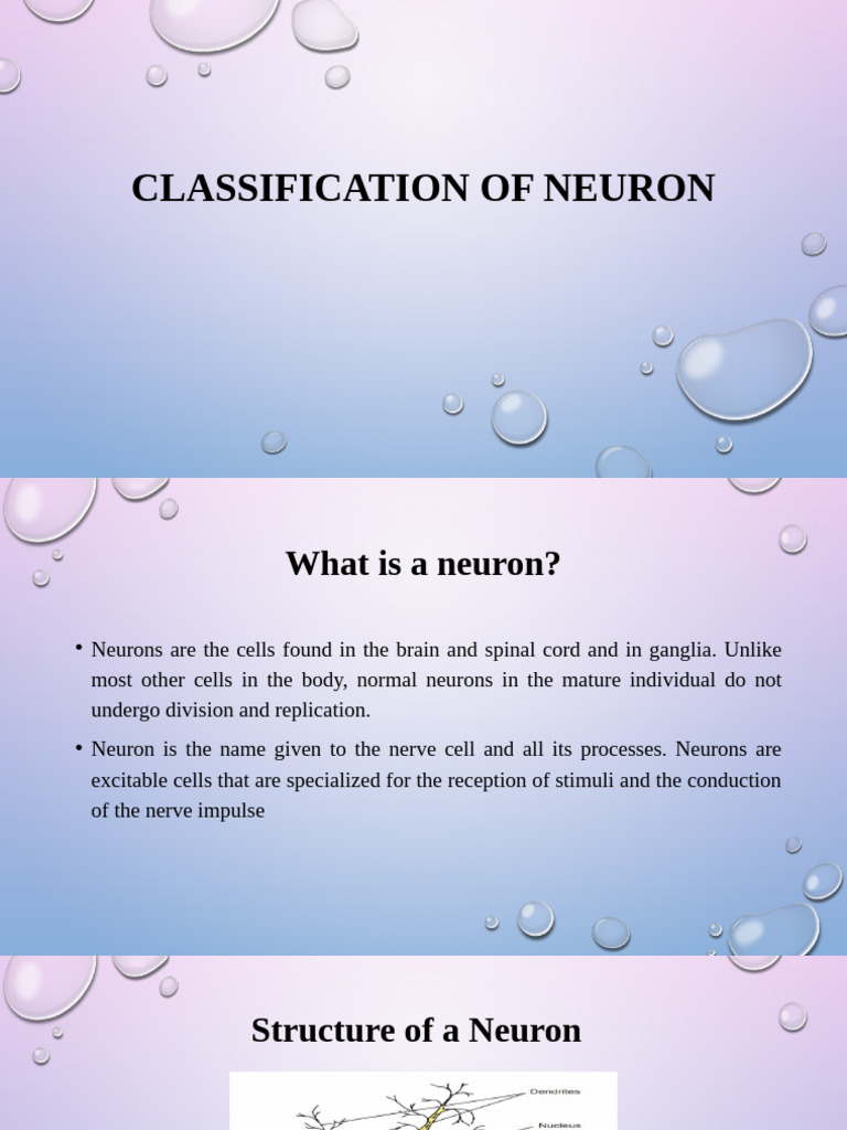 Classification of Neuron | PDF | Neuron | Axon