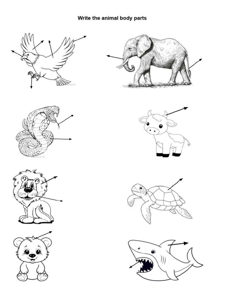 Animal Body Parts | PDF