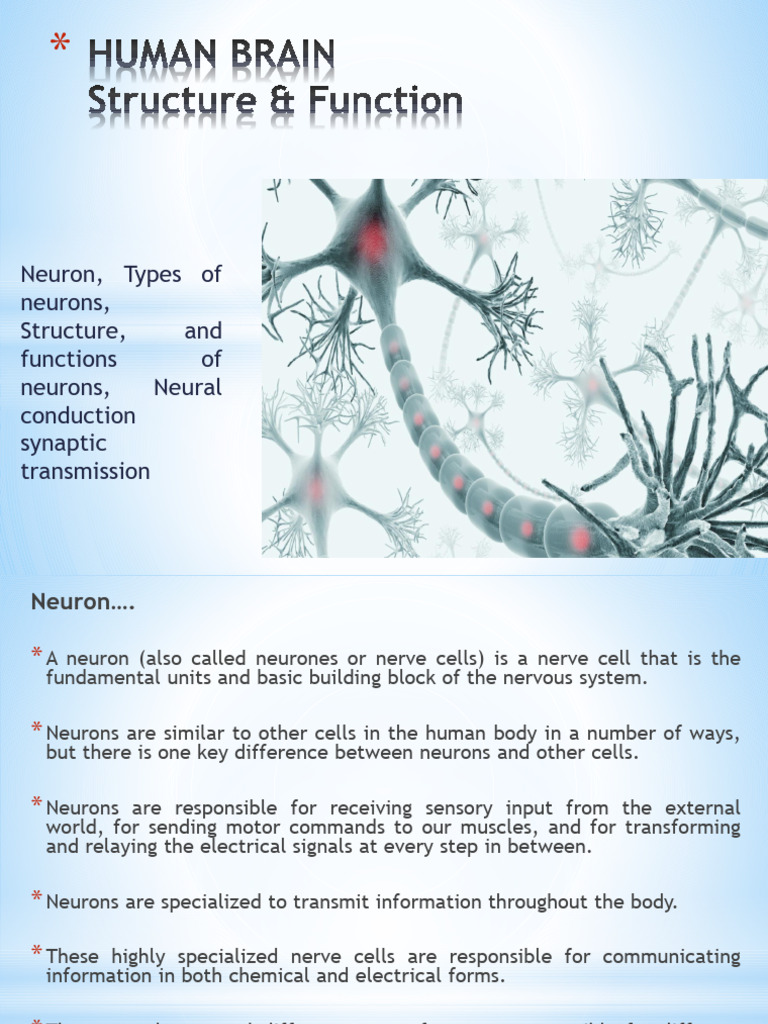 unit 3 Neuron-structure & function | PDF | Chemical Synapse | Synapse