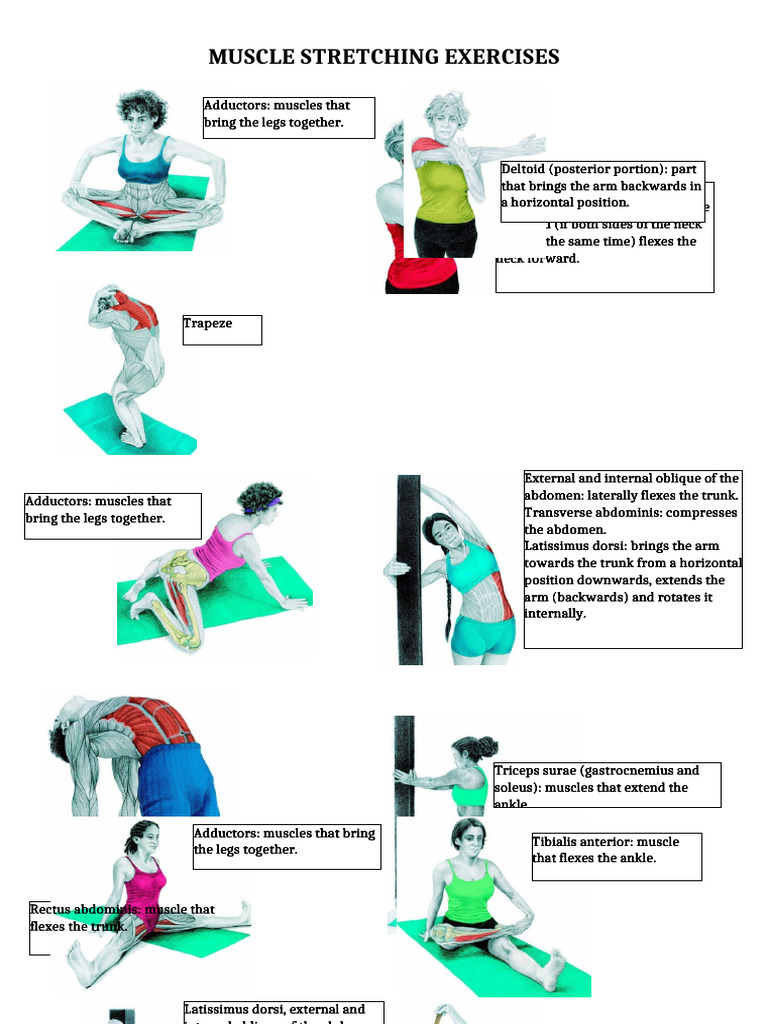 Muscle Stretching Exercises | PDF | Anatomical Terms Of Motion | Abdomen