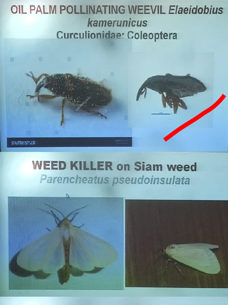 Ento 231 Ident (1) | PDF | Insects | Zoology