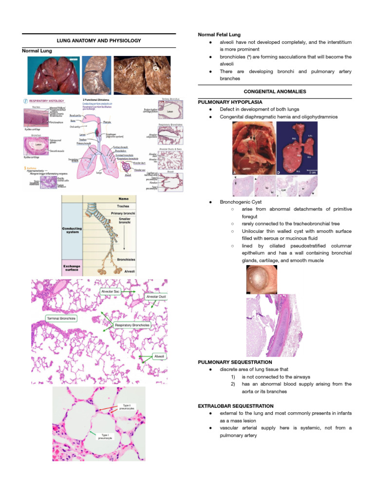 Lung Anatomy, Physiology, and Disorders | PDF | Lung | Chronic ...