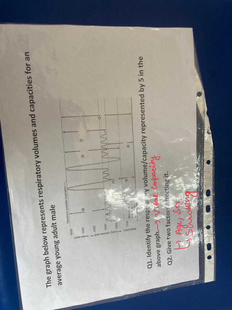 Physio Practical Spots 2 | PDF