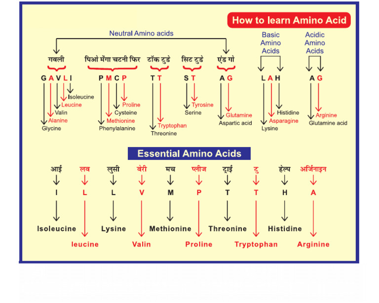 Amino Acids Learning Trick | PDF