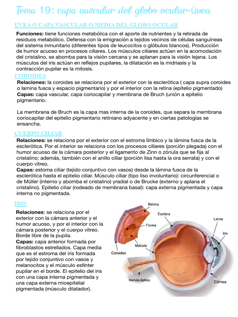 Anatomía de la Úvea Ocular | PDF
