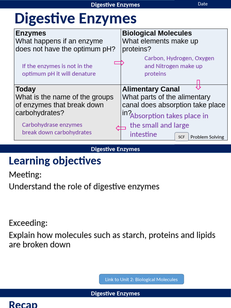 Understanding Digestive Enzymes and Functions | PDF | Digestion | Enzyme