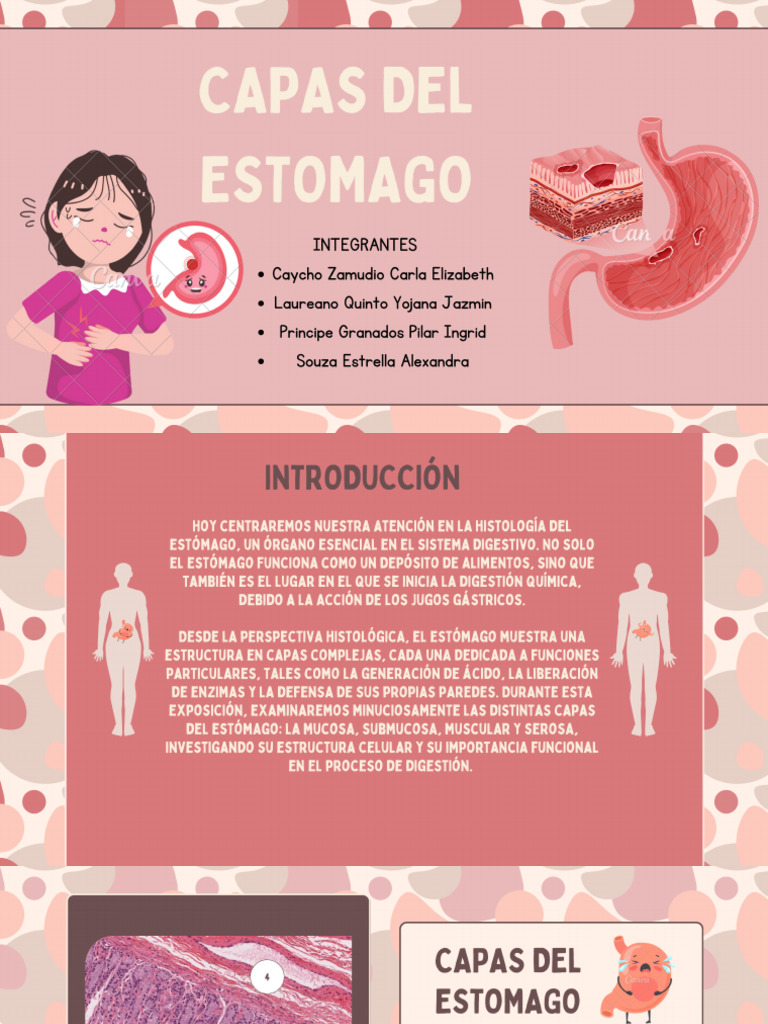 Capas Del Estomago | PDF
