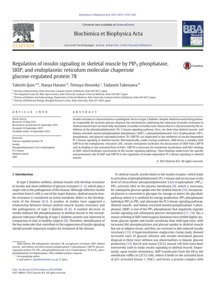 Insulin Signaling Regulation in Muscle | PDF | Endoplasmic Reticulum ...
