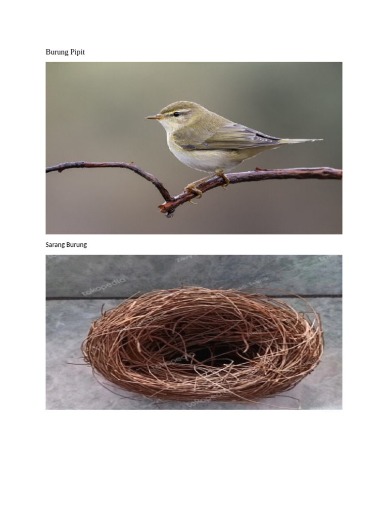 Burung Pipit | PDF